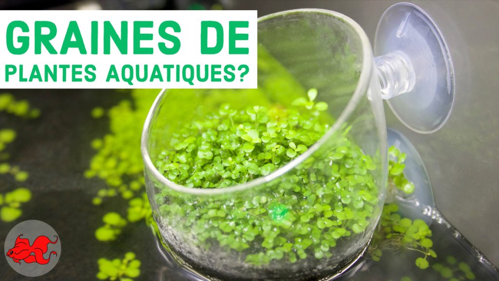 Graines de plantes aquatiques pour aquarium - Annie Roi