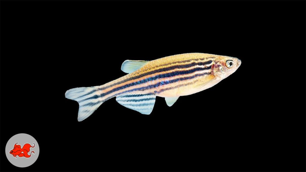 Danio rerio - Annie Roi