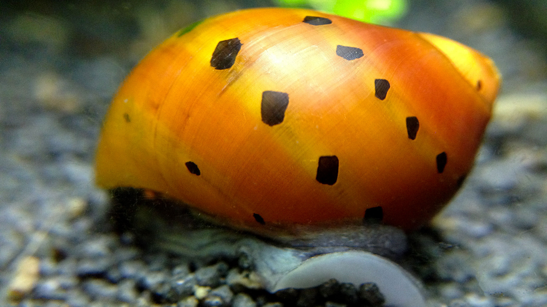 Les escargots dans l'aquarium - Annie Roi