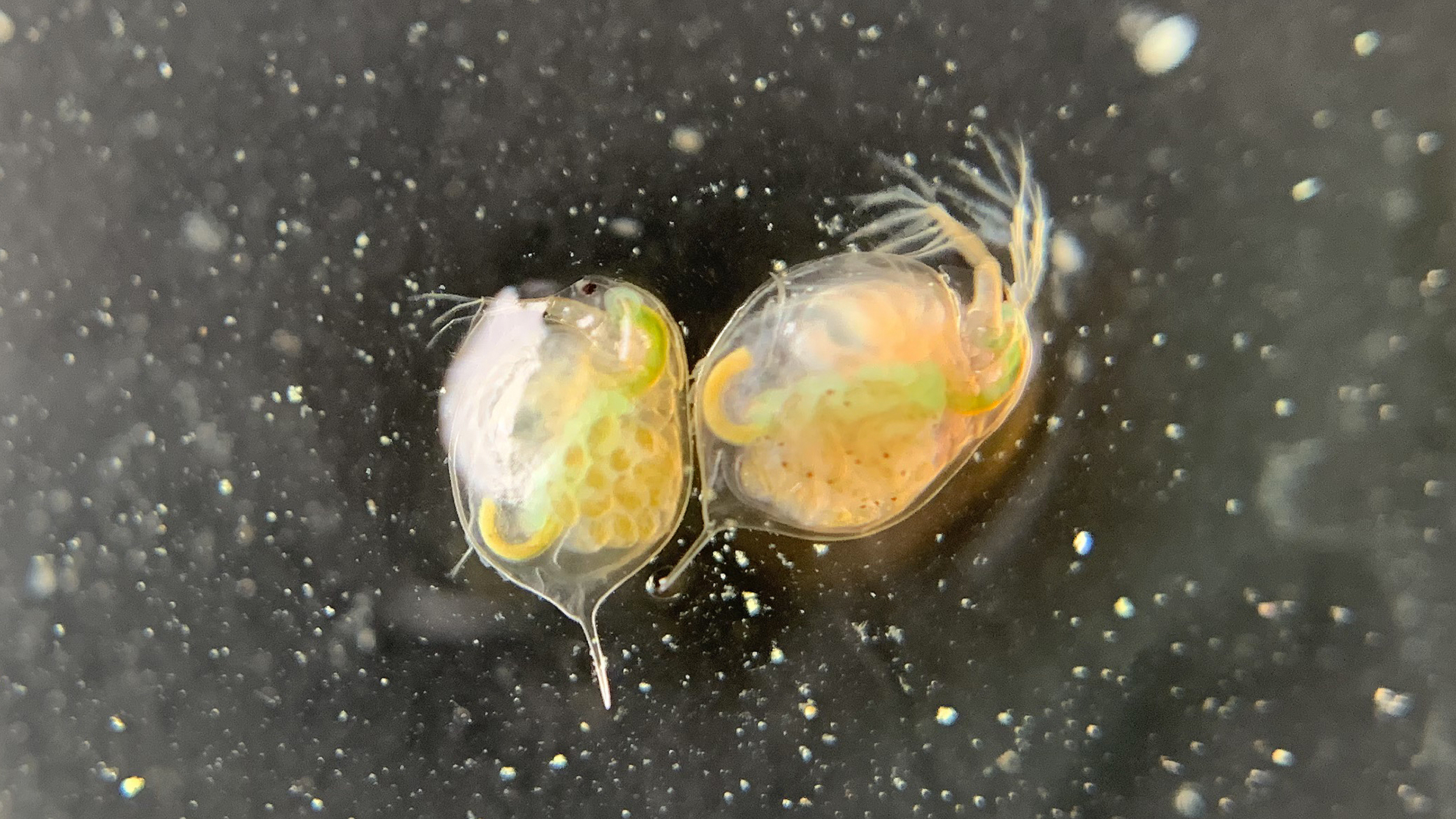 Elever des Daphnies pulex ou magna - Annie Roi