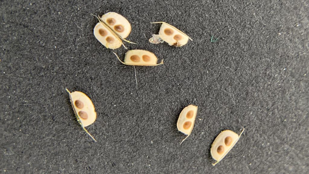 Elever des Daphnies pulex ou magna - Annie Roi