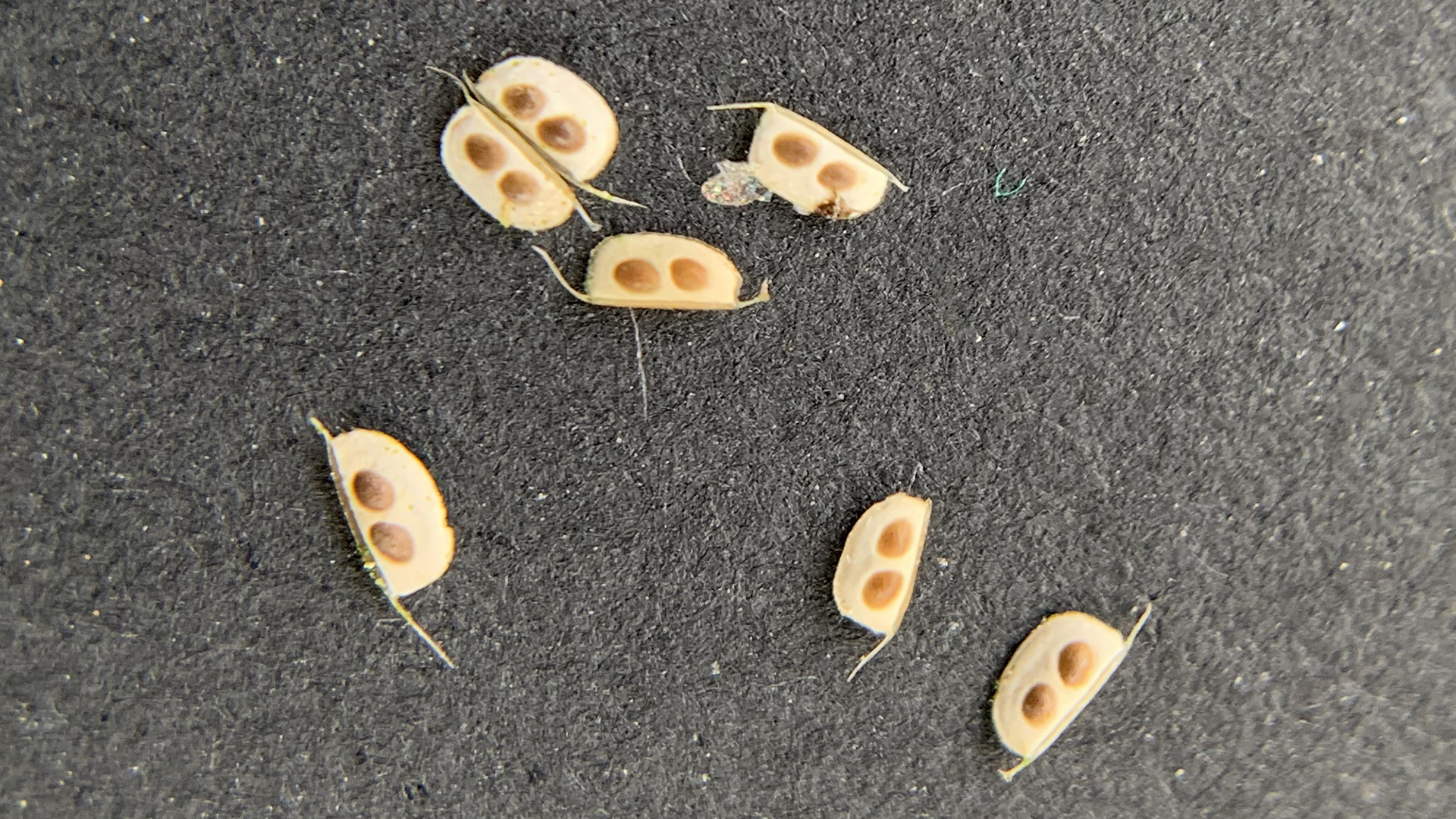 Elever des Daphnies pulex ou magna - Annie Roi