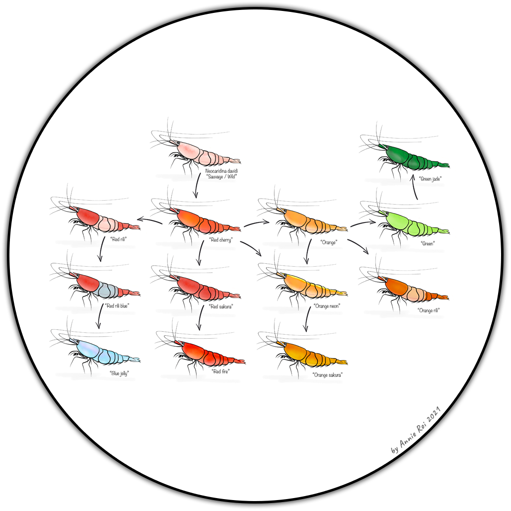Les crevettes Neocaridina davidi - Annie Roi