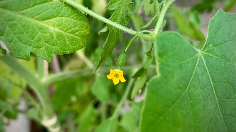 Mini concombre - Melothria scabra - Annie Roi