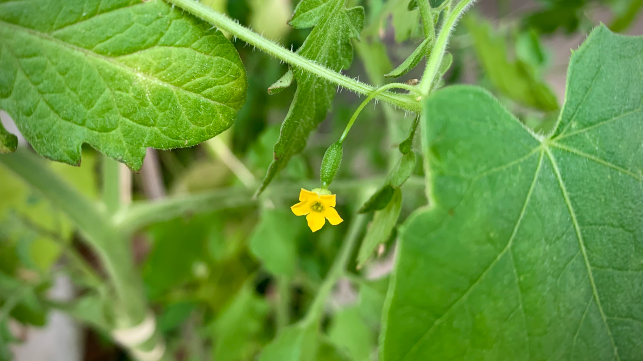 Mini concombre - Melothria scabra - Annie Roi