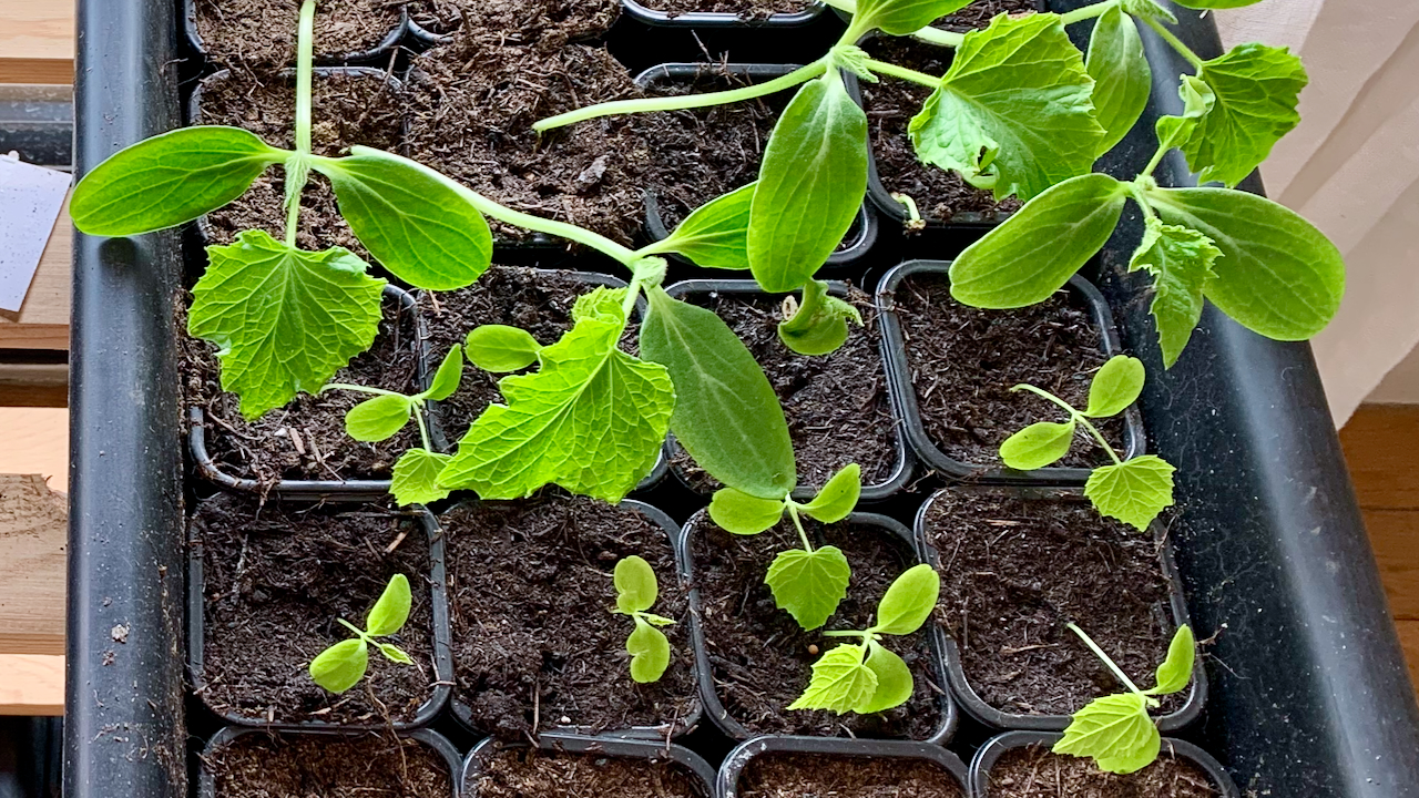 Mini concombre - Melothria scabra - Annie Roi