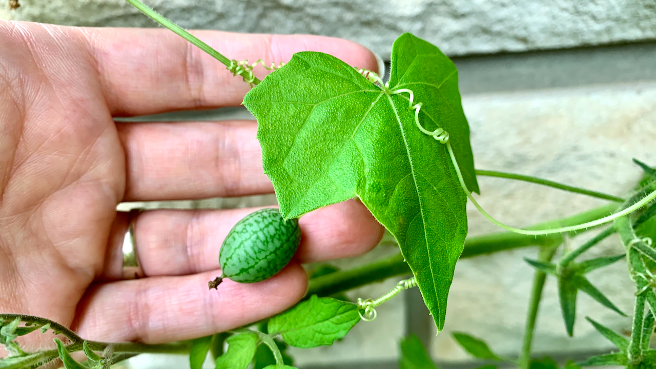 Mini concombre - Melothria scabra - Annie Roi
