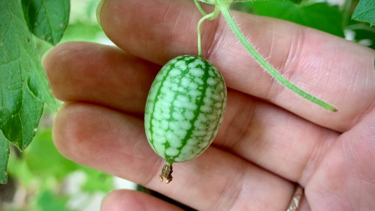 Mini concombre - Melothria scabra - Annie Roi