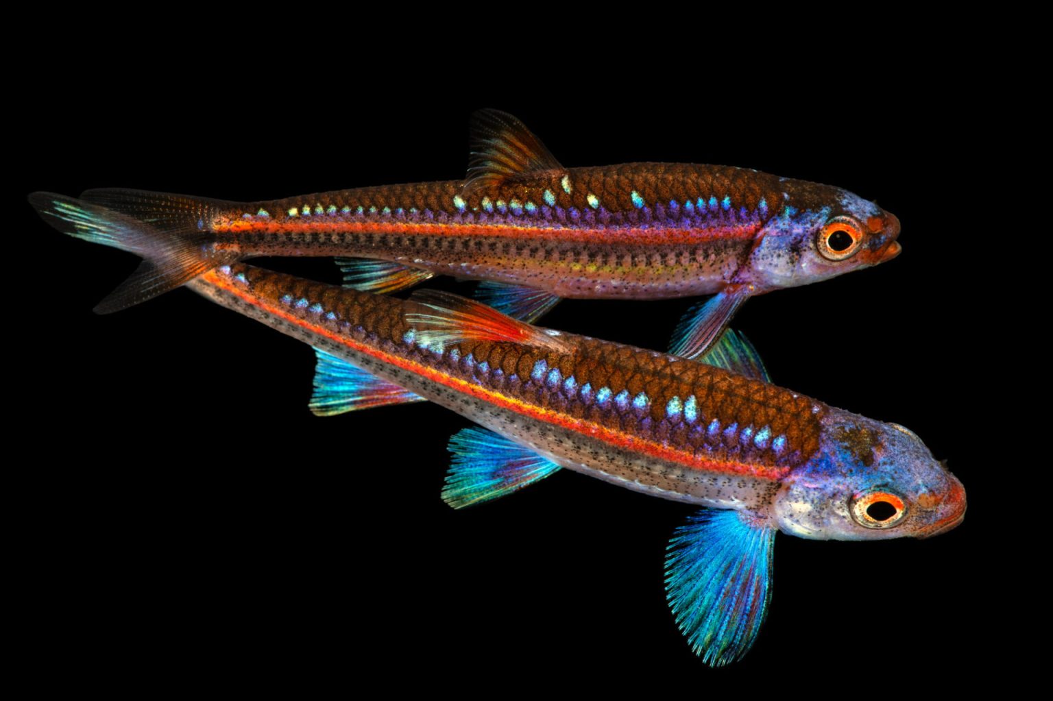 10 poissons d'aquarium d'eau froide (sans chauffage) - Annie Roi