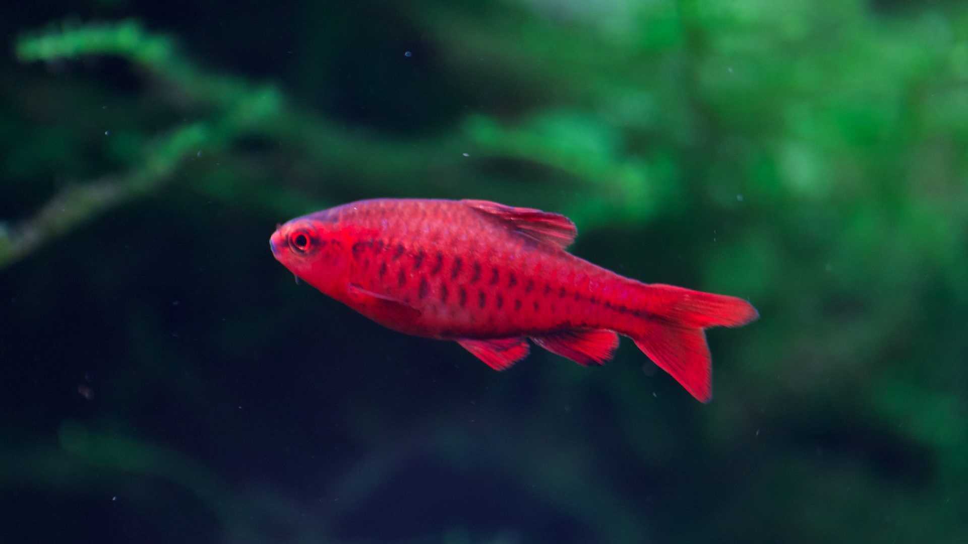 Barbus cerise - Puntius titteya - Annie Roi