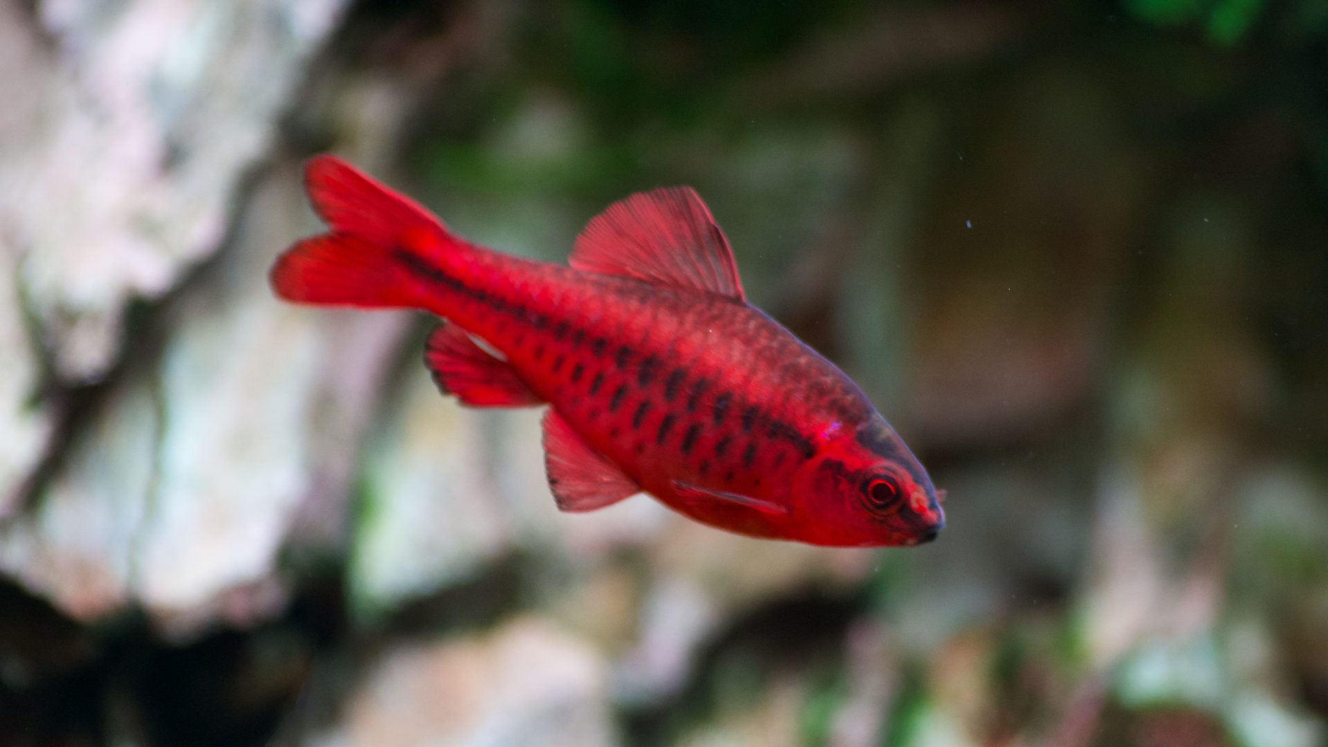 Barbus cerise - Puntius titteya - Annie Roi